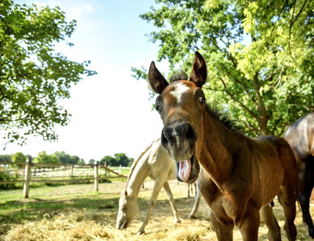 Therapie-Pakete-Pferde - Claudia Laubenthal